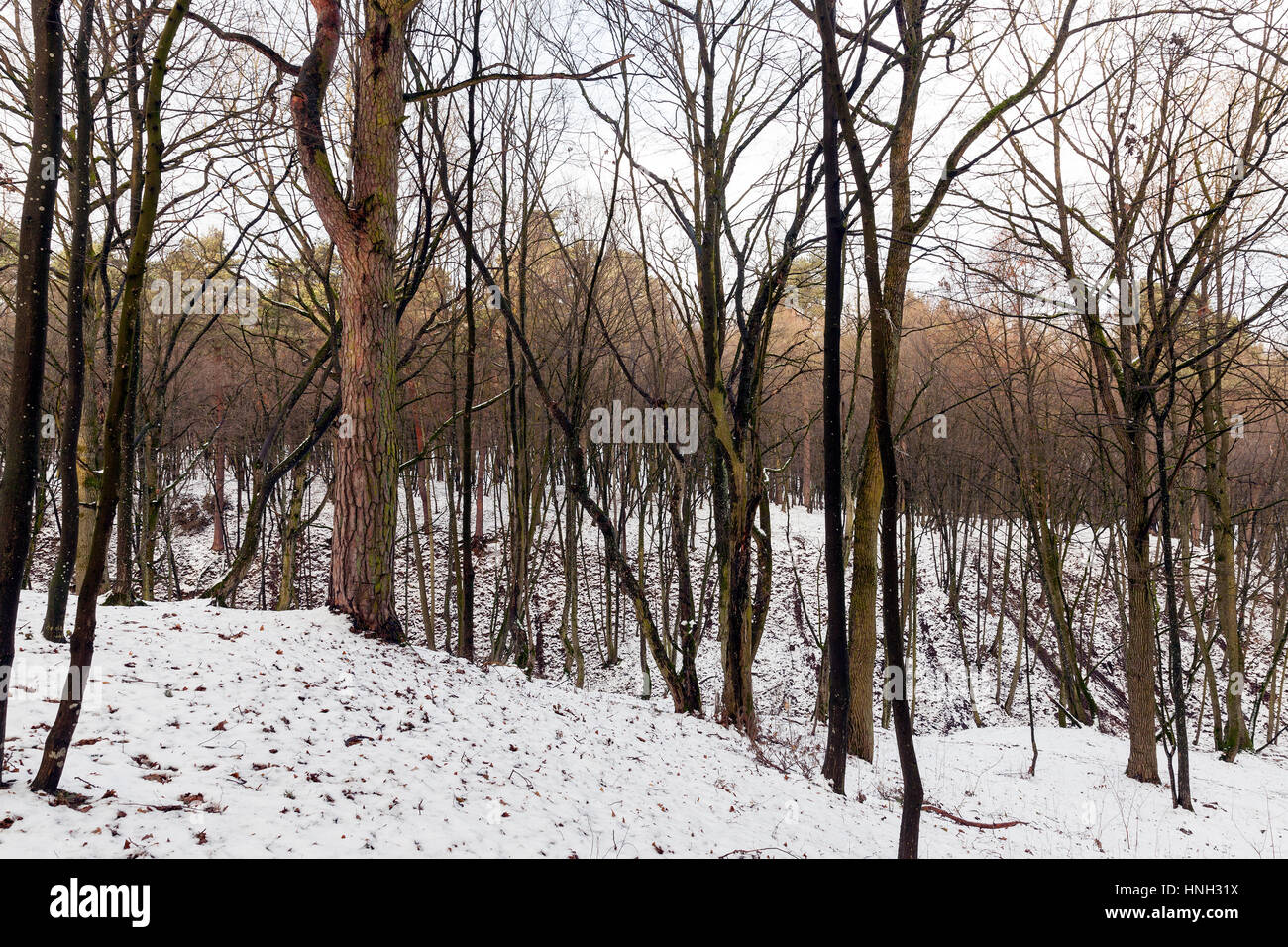 deciduous trees without leaves in the winter. On the ground is snow ...