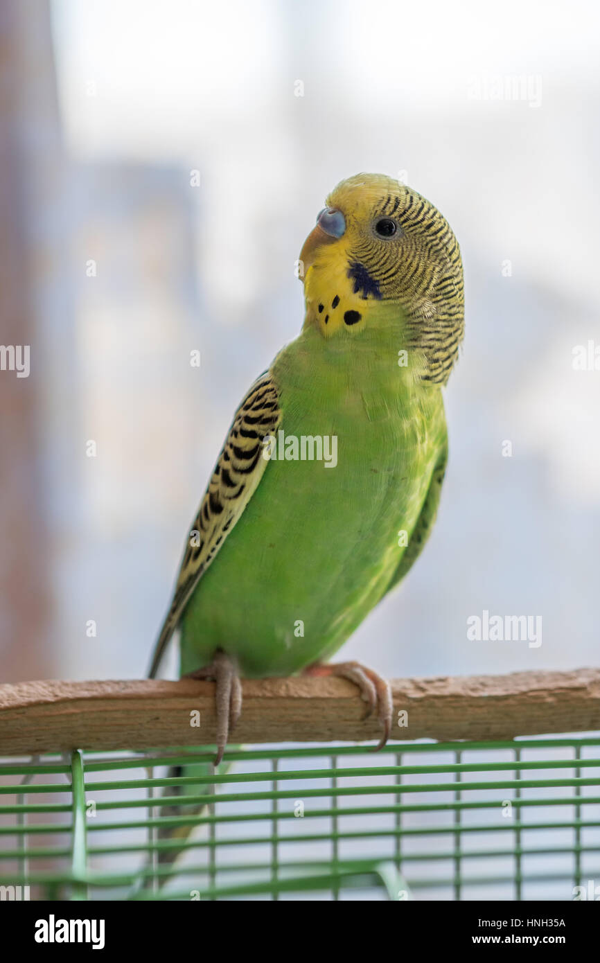Close-up of Melopsittacus undulatus, also known as Budgie with beak ...