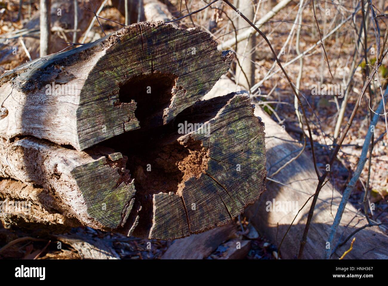 Chopped down tree lying on its side Stock Photo - Alamy