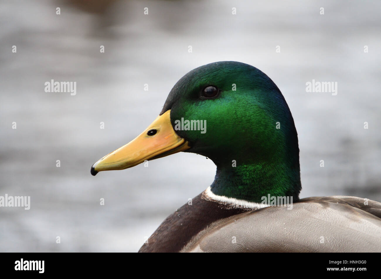 Duck beak hi-res stock photography and images - Alamy