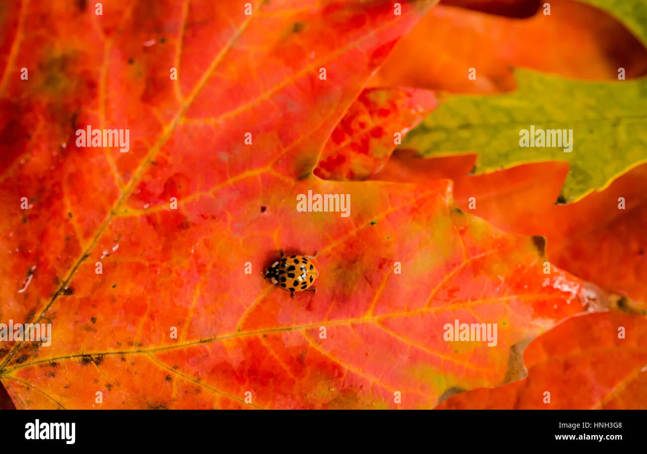 Ladybug Leaves High Resolution Stock Photography and Images - Alamy