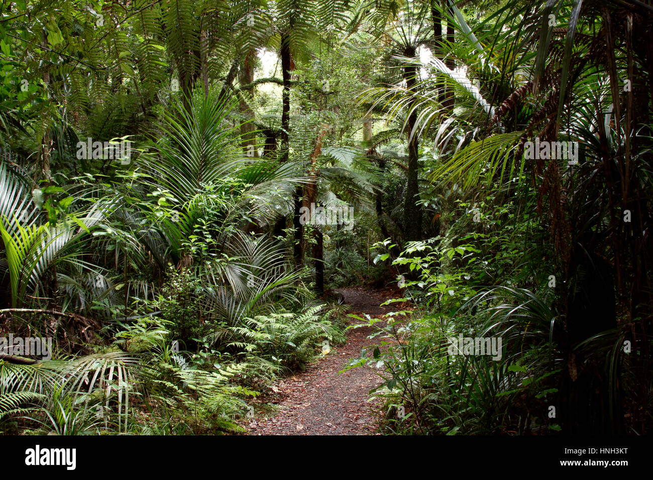 Walking trail in tropical forest Stock Photo - Alamy