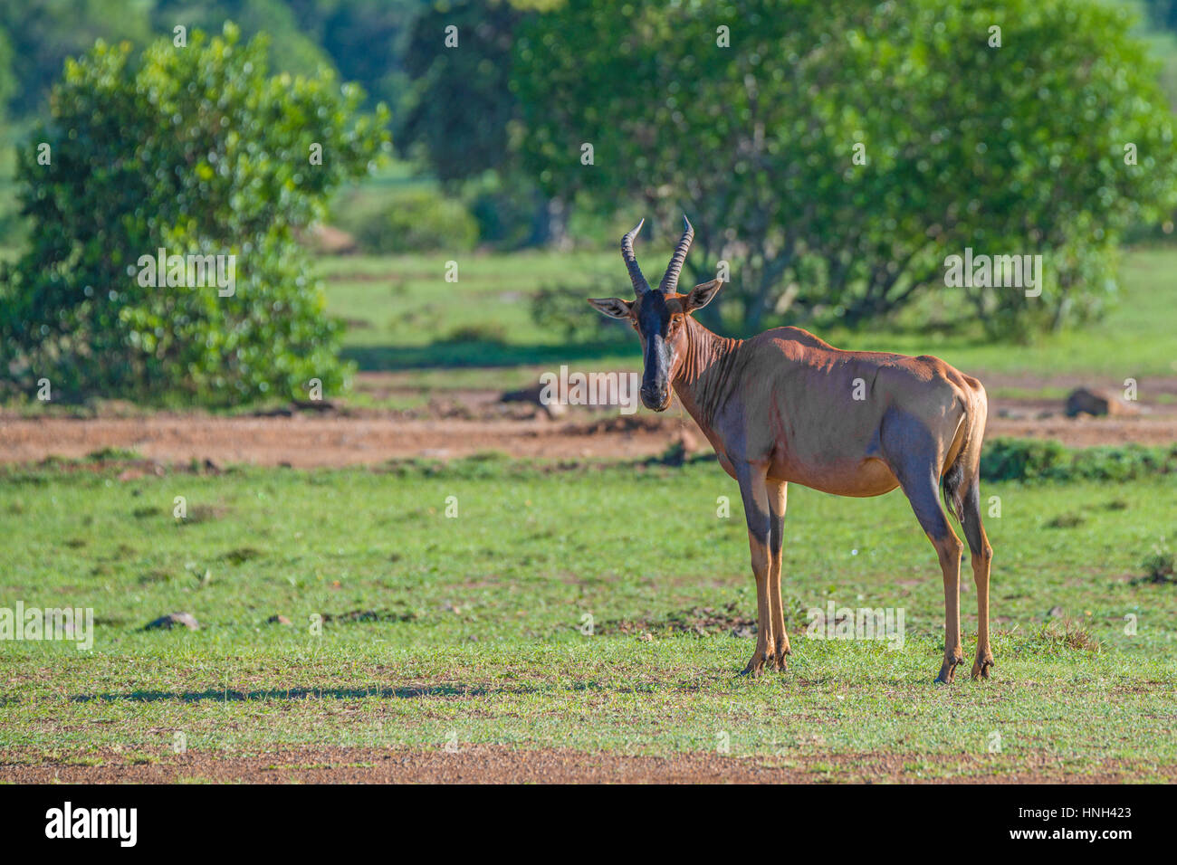 Graceful topi antelope or Damaliscus korrigum in national park Stock ...