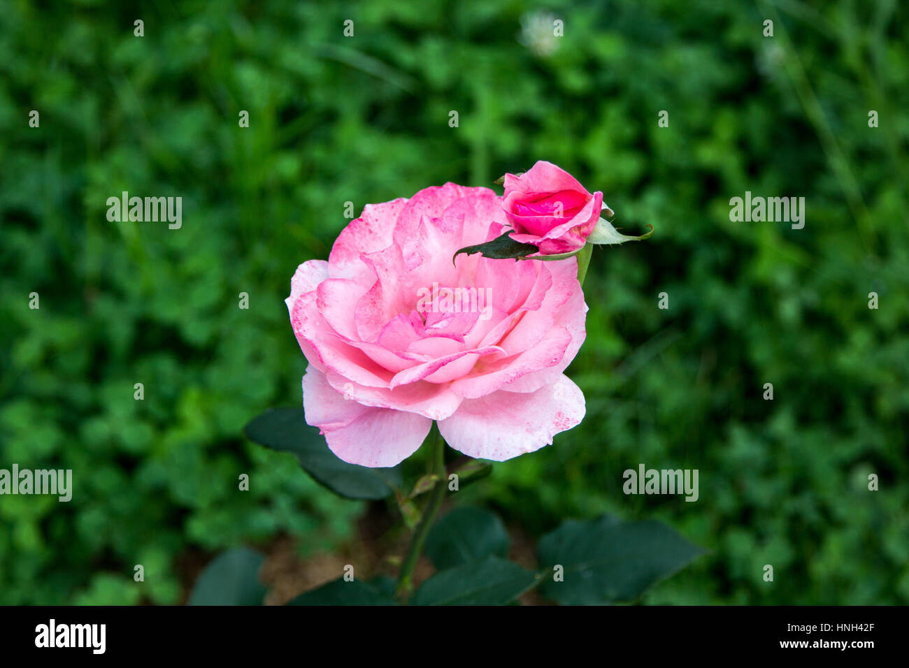 Small rose buds hi-res stock photography and images - Alamy