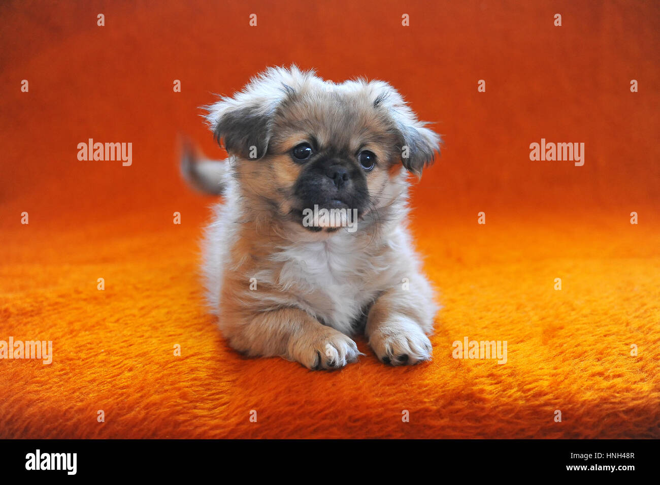 Pekingese lion dog hi-res stock photography and images - Alamy