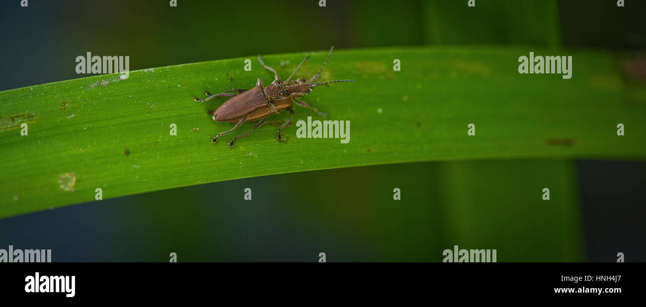 Reed leaf beetle hi-res stock photography and images - Alamy