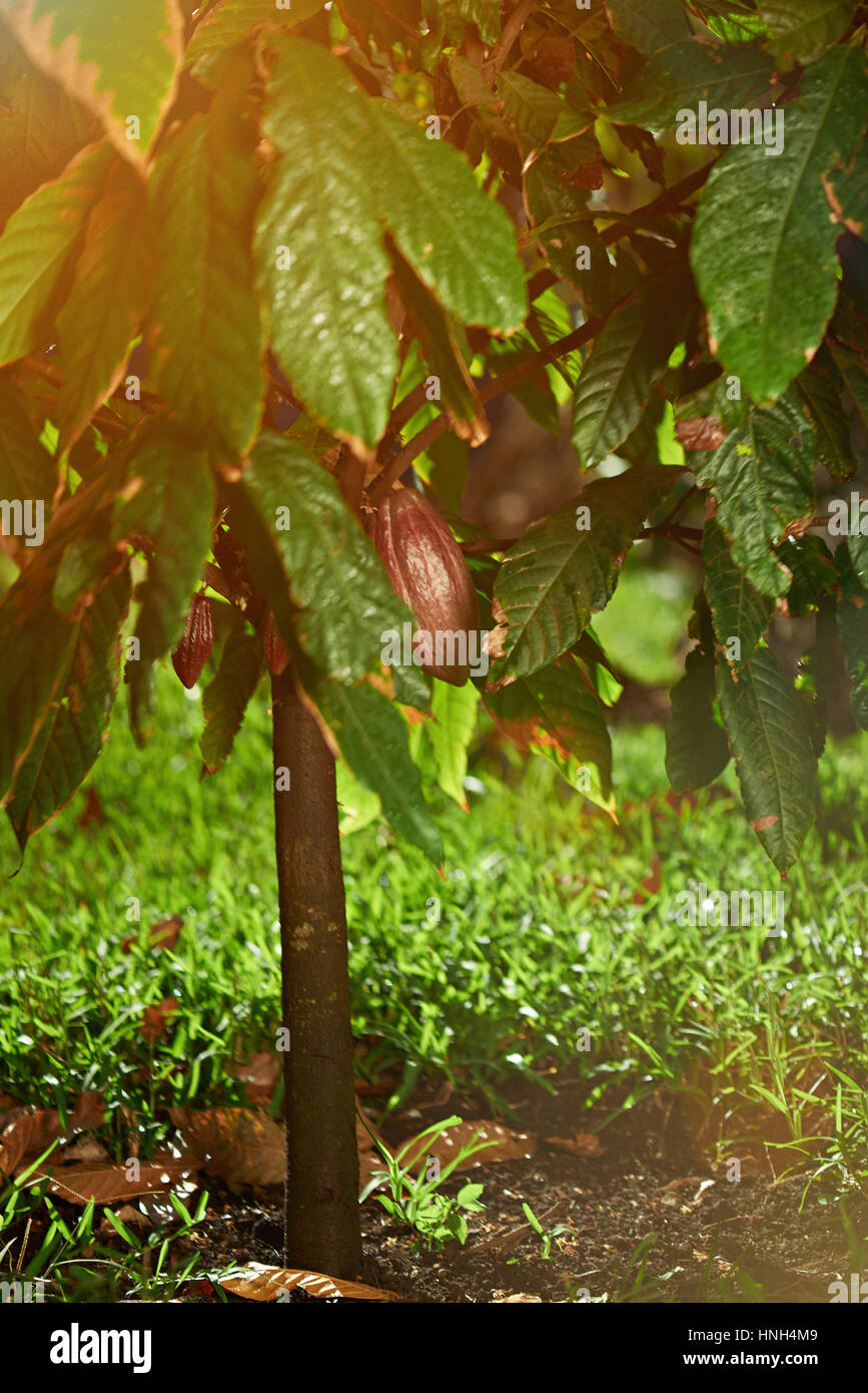 cocoa tree with fruit pod on american plantation Stock Photo - Alamy