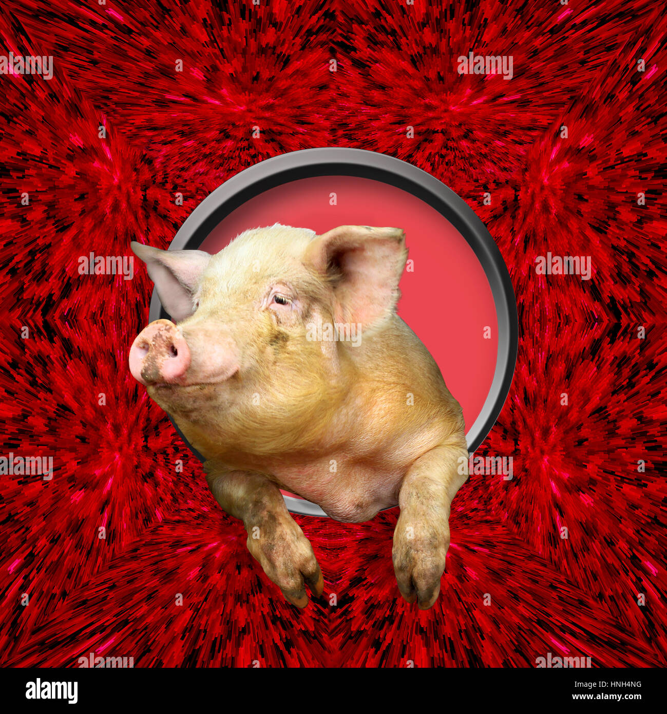amusing pig looks out round window on the red background Stock Photo ...