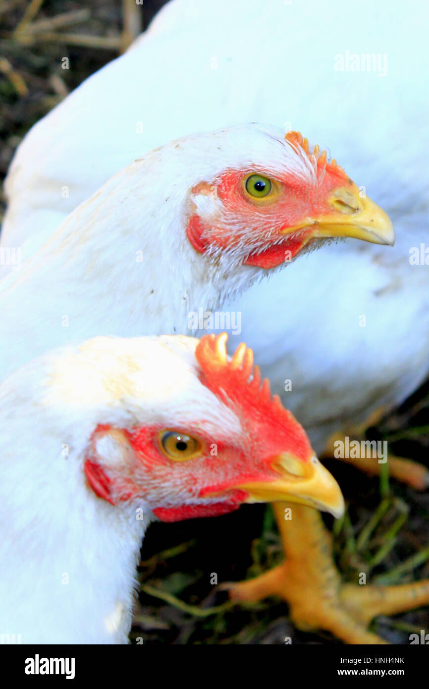 white hens in the poultry-yard in the village Stock Photo - Alamy
