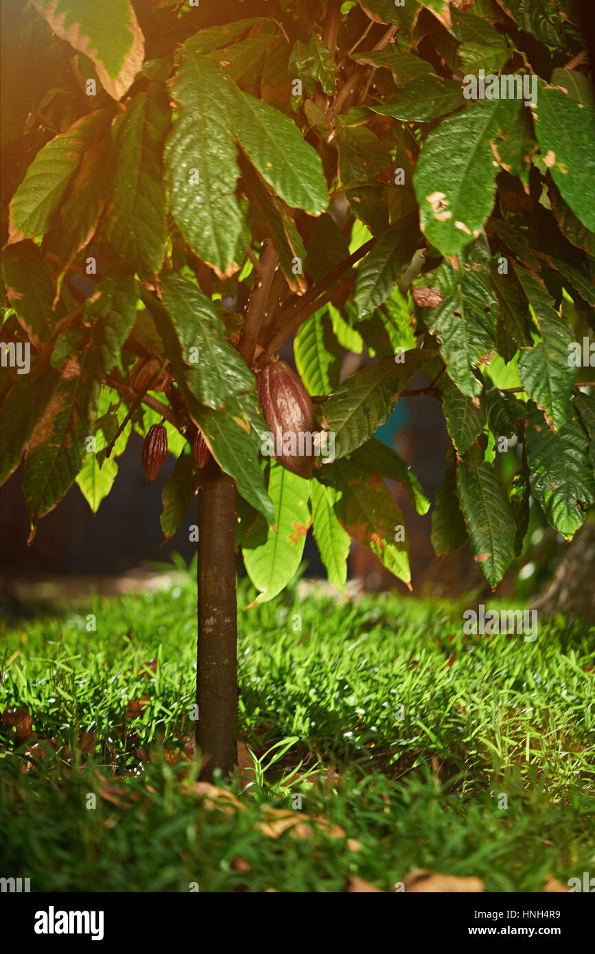Red cacao pod on tree in latin america plantation Stock Photo - Alamy