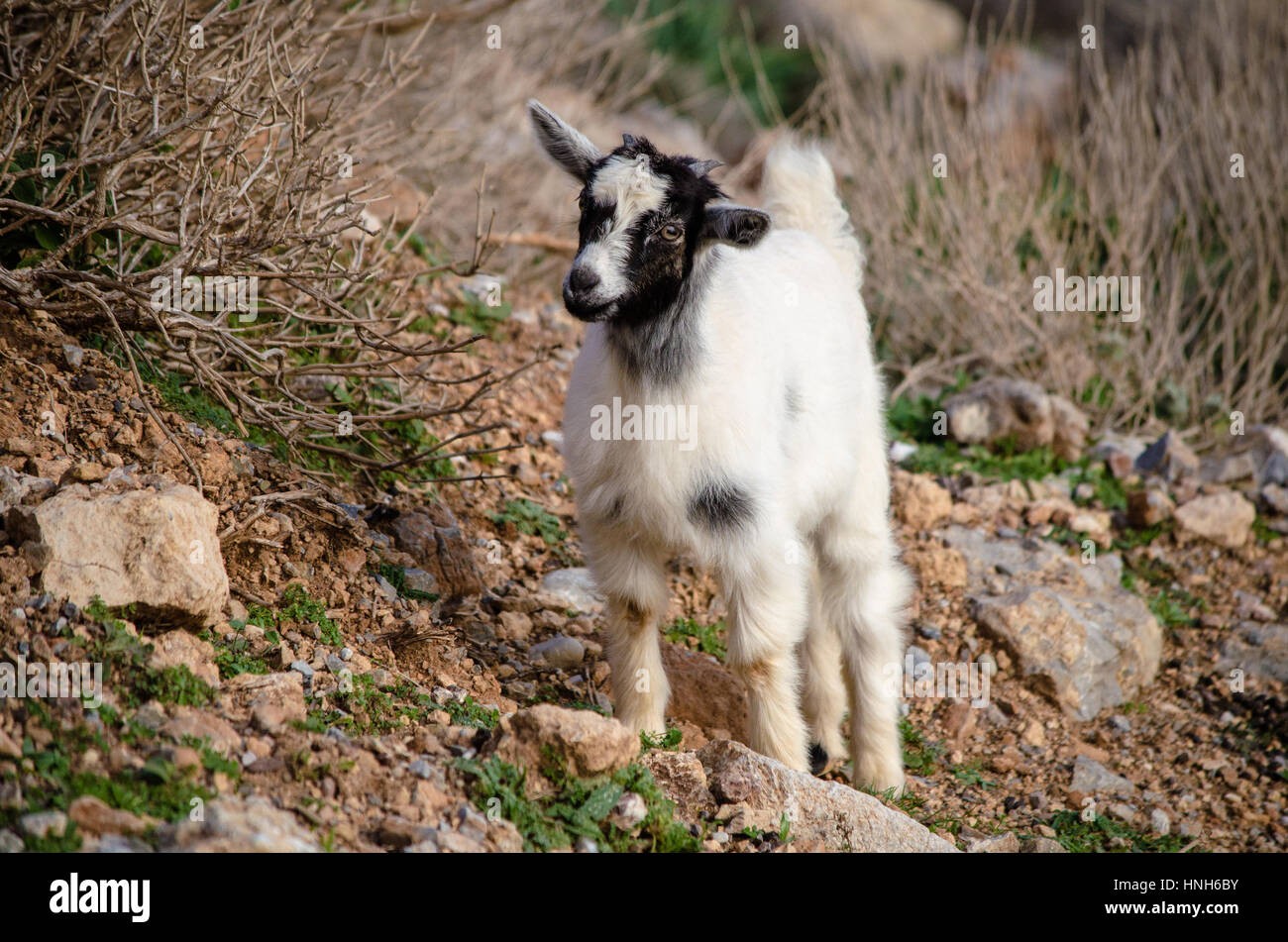 Baby Cretan goat, Crete, Greece Stock Photo - Alamy