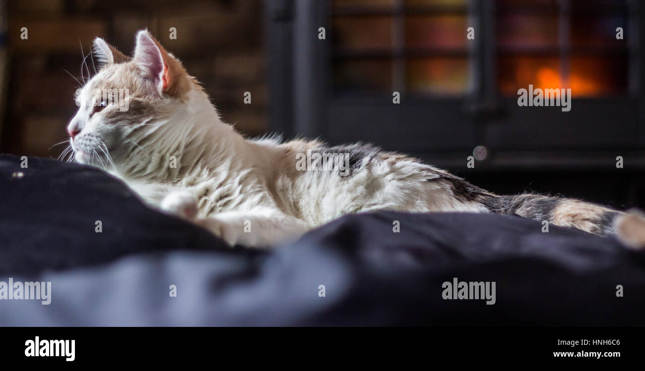 Calico Cat next to Fireplace Stock Photo - Alamy