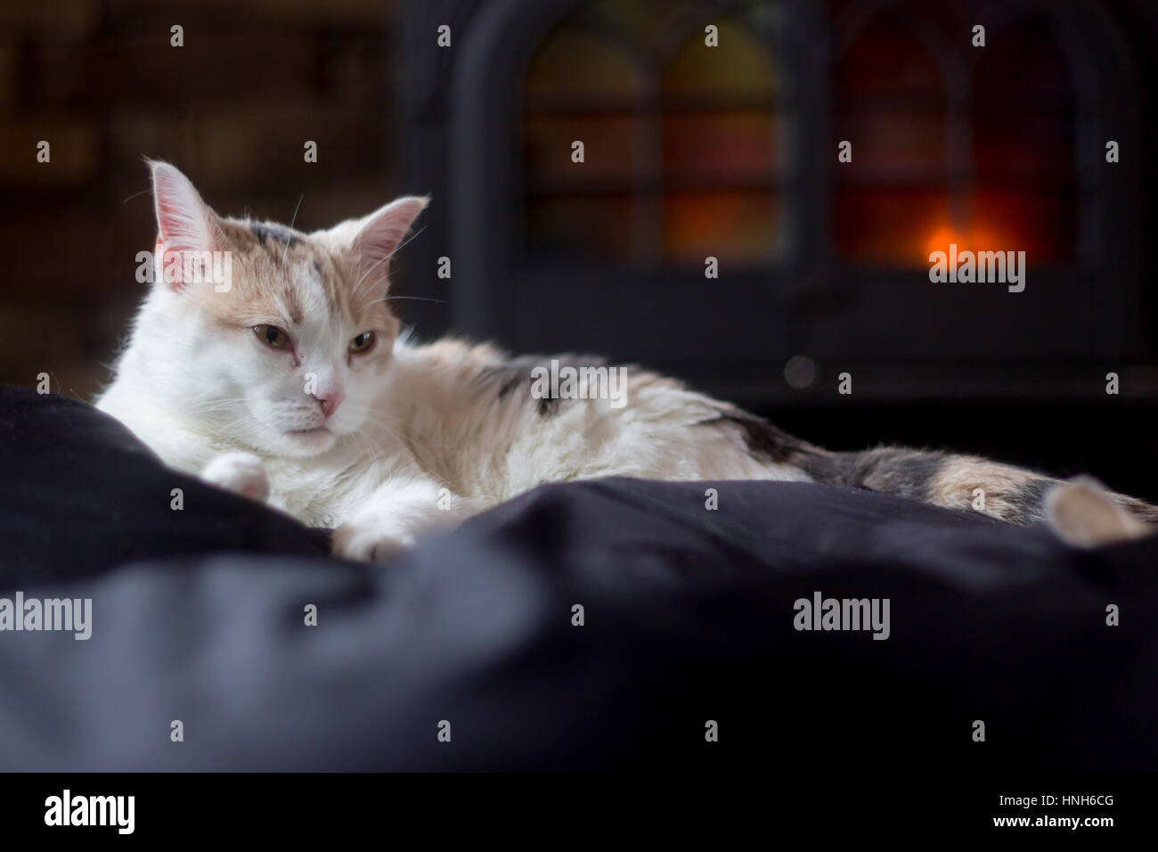 Calico Cat next to Fireplace Stock Photo - Alamy