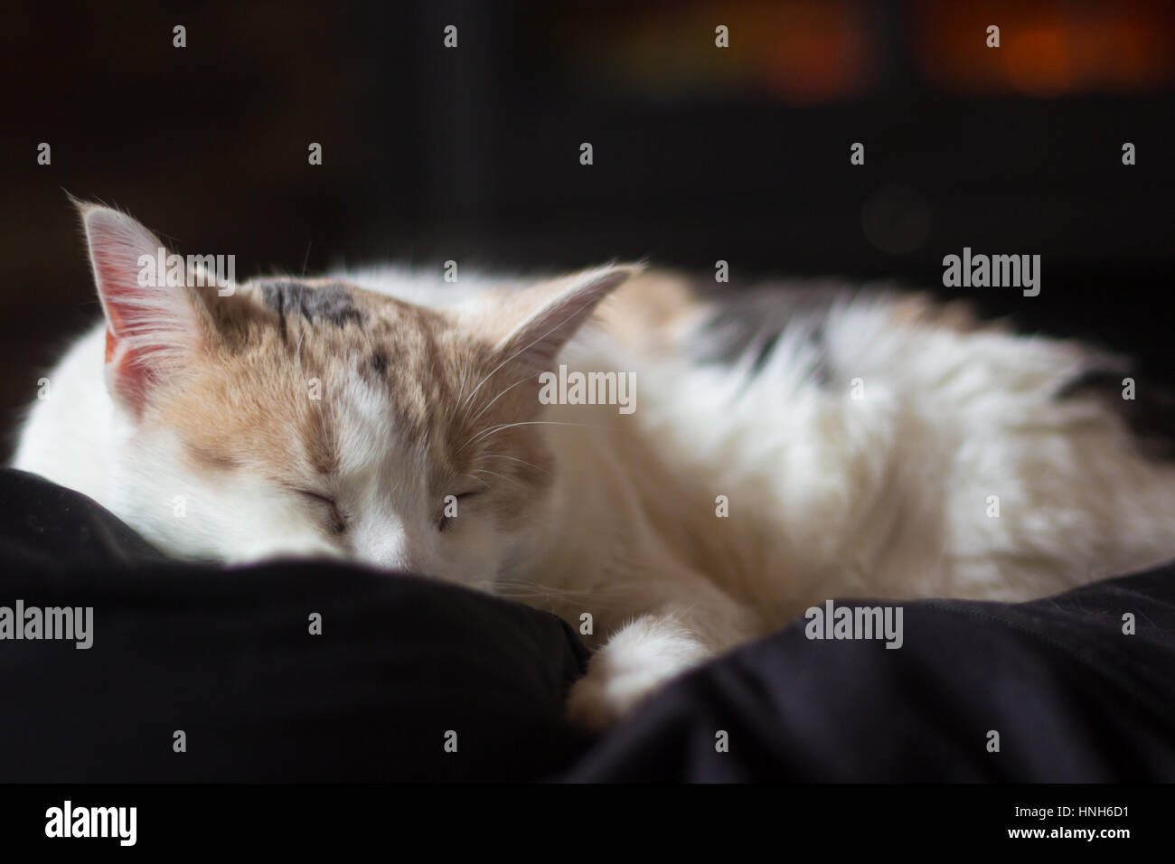 Sleeping Calico Cat Stock Photo - Alamy