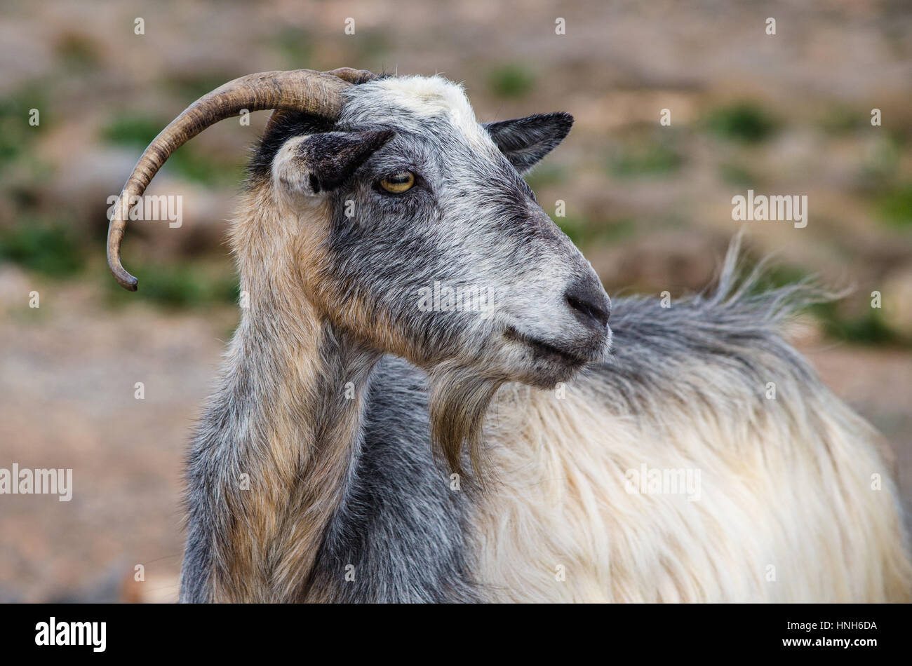 Cretan goat with horns, Crete, Greece Stock Photo - Alamy
