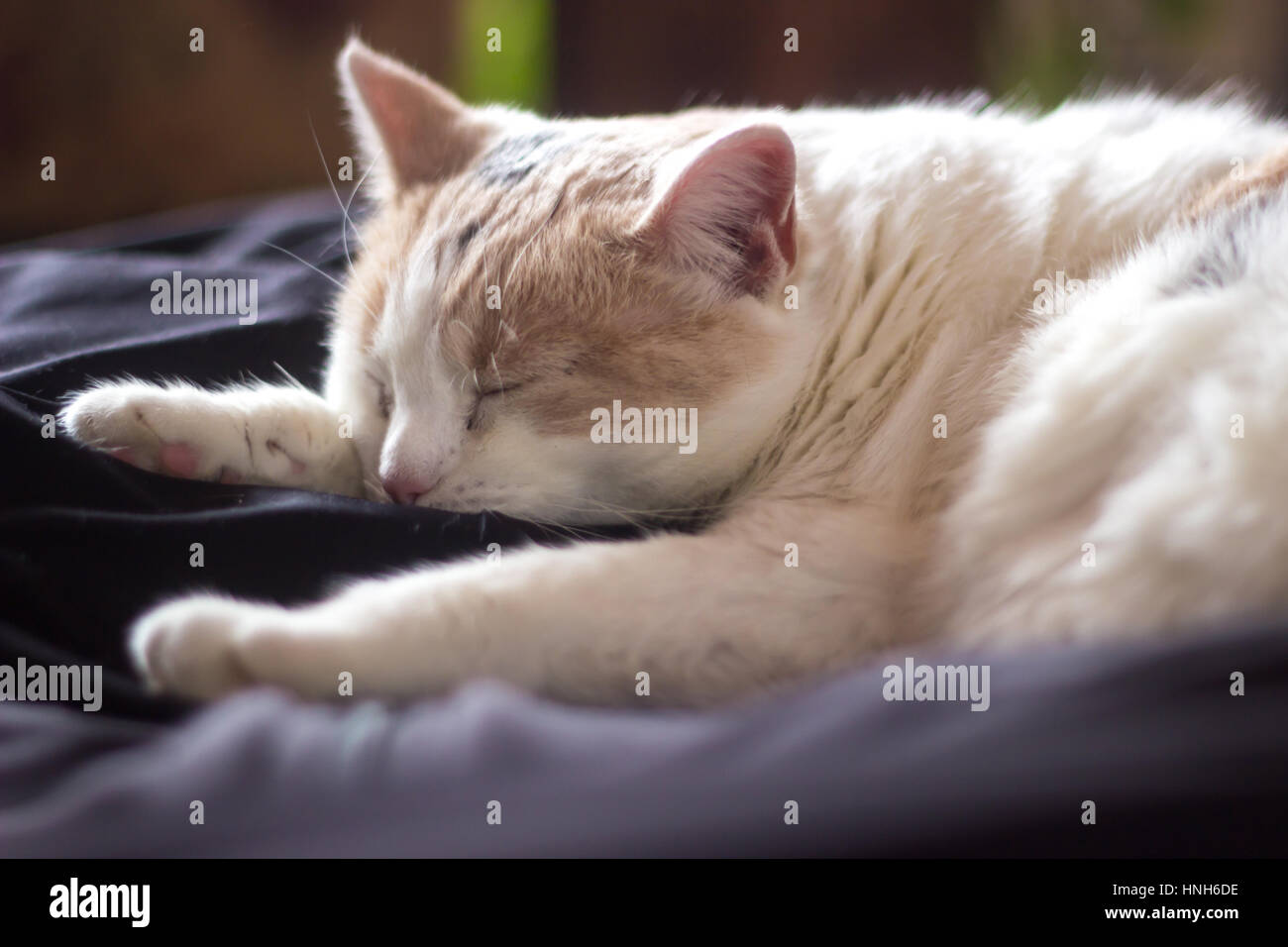 Sleeping Calico Cat Stock Photo - Alamy