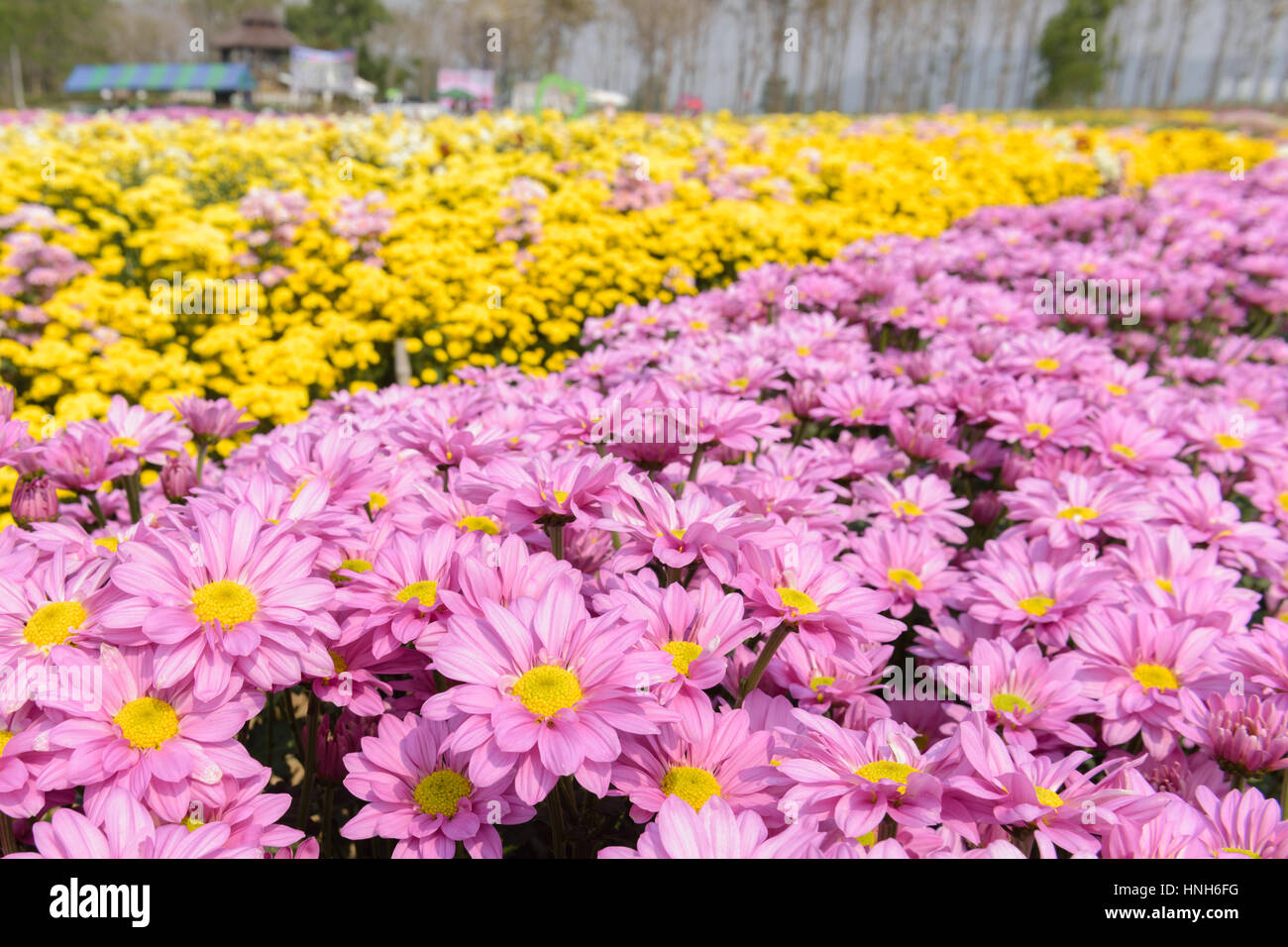 colorful chrysanthemums in the garden Stock Photo - Alamy