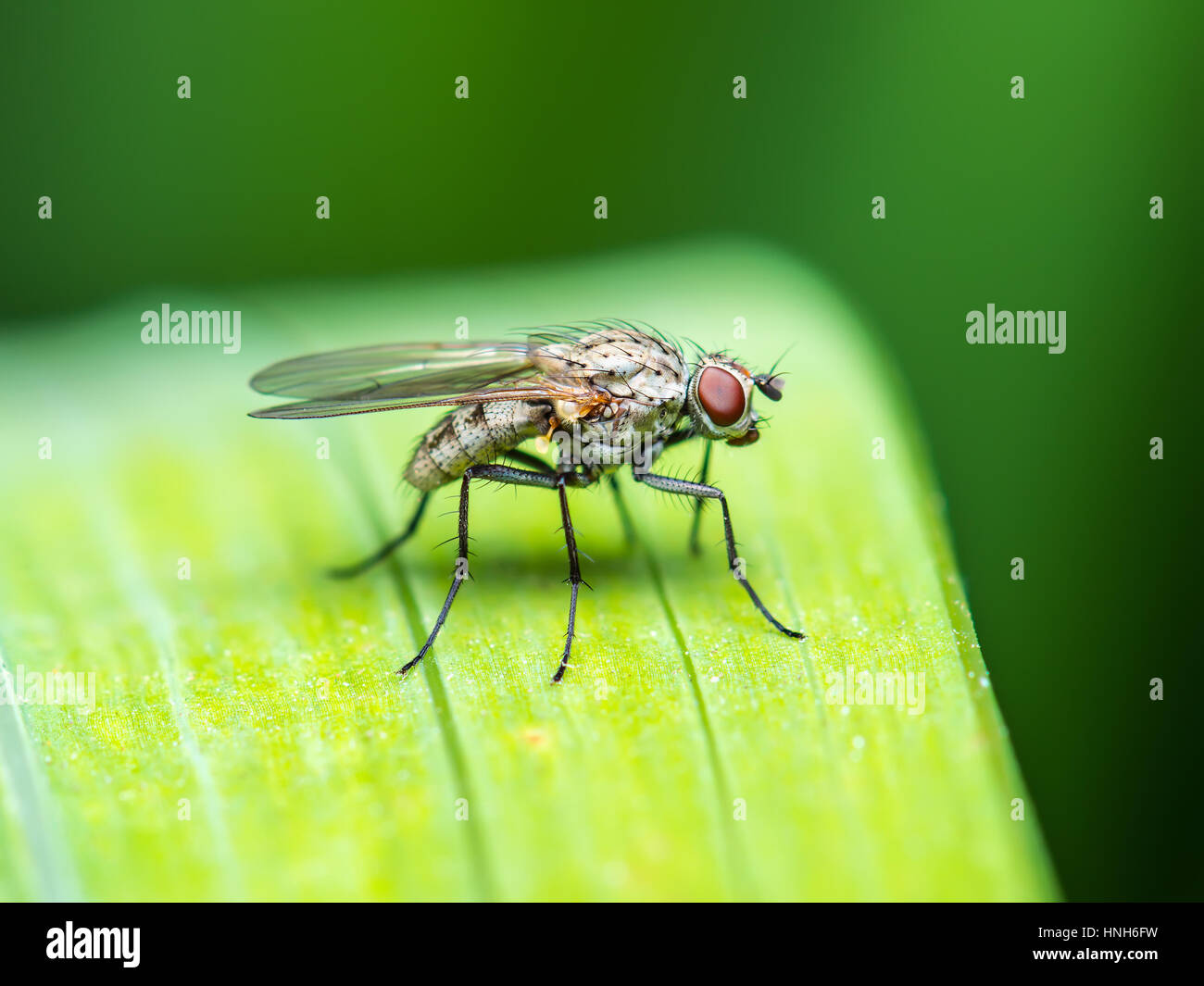 Yellow fruit fly hi-res stock photography and images - Alamy