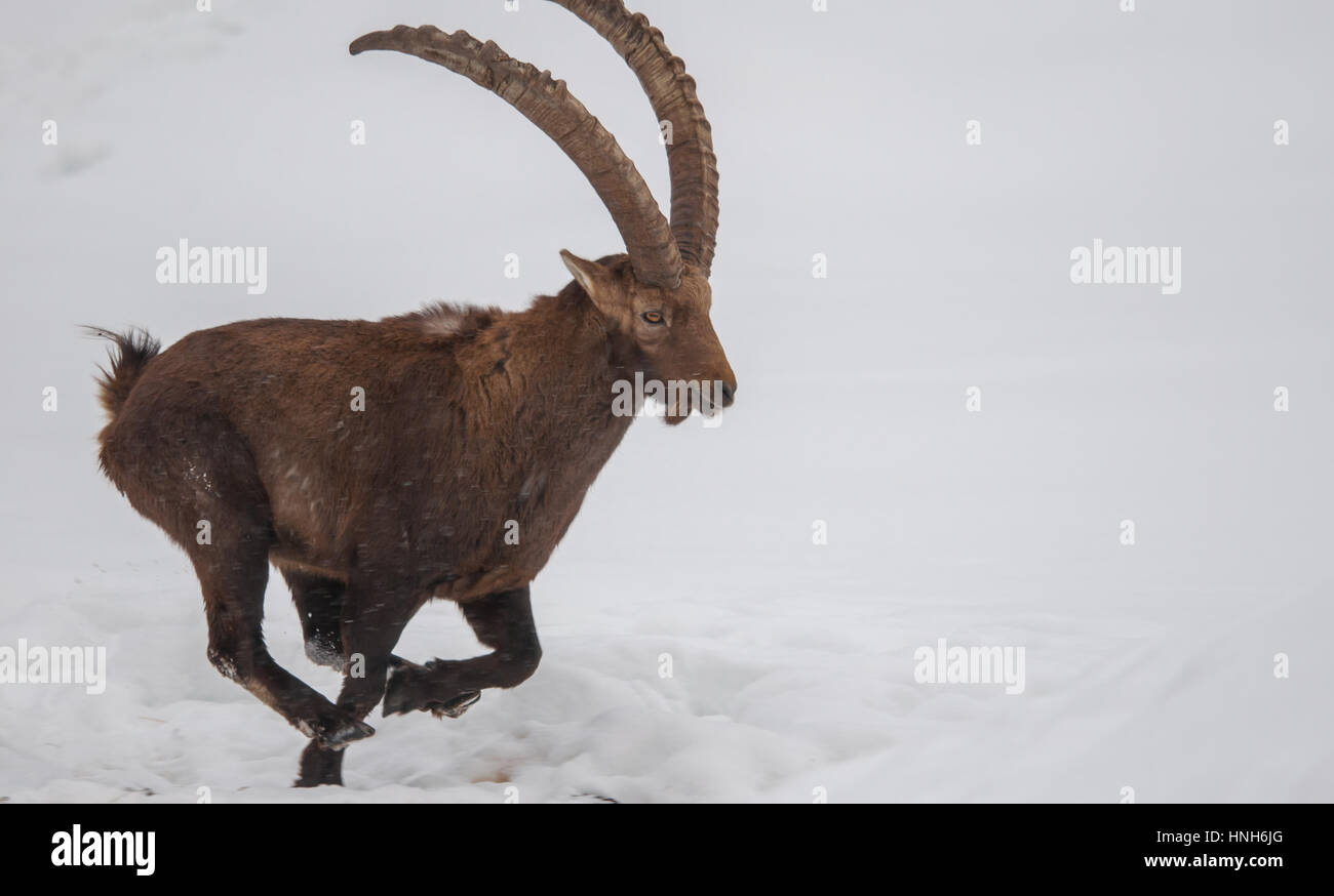 Alpine ibex goat climbing hi-res stock photography and images - Alamy