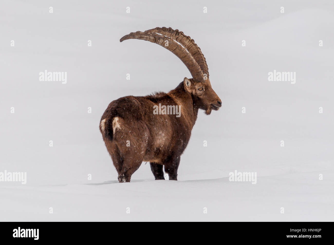 Ibex walking in the snow Stock Photo - Alamy