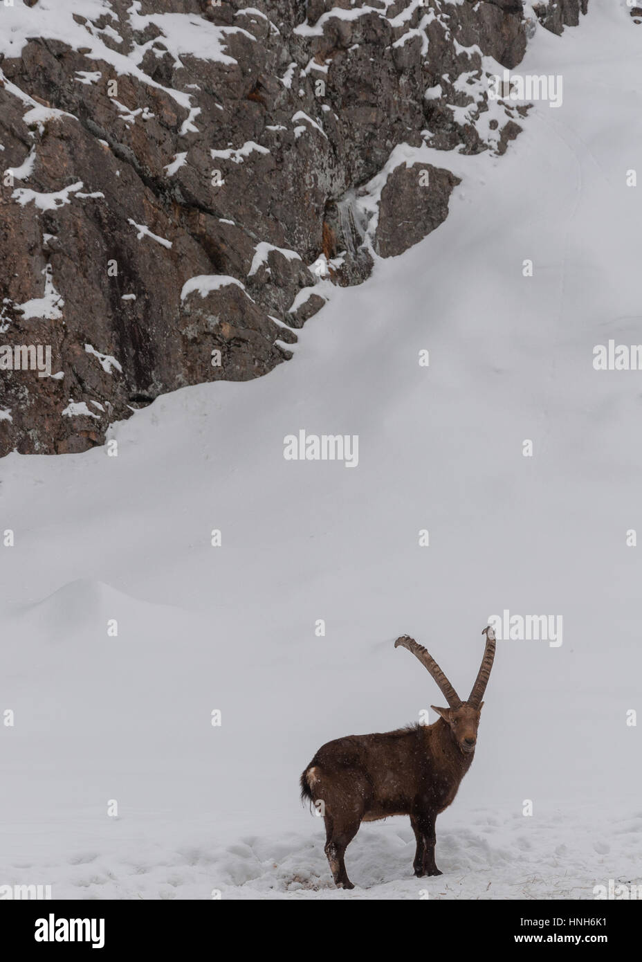 Alpine ibex goat climbing hi-res stock photography and images - Alamy
