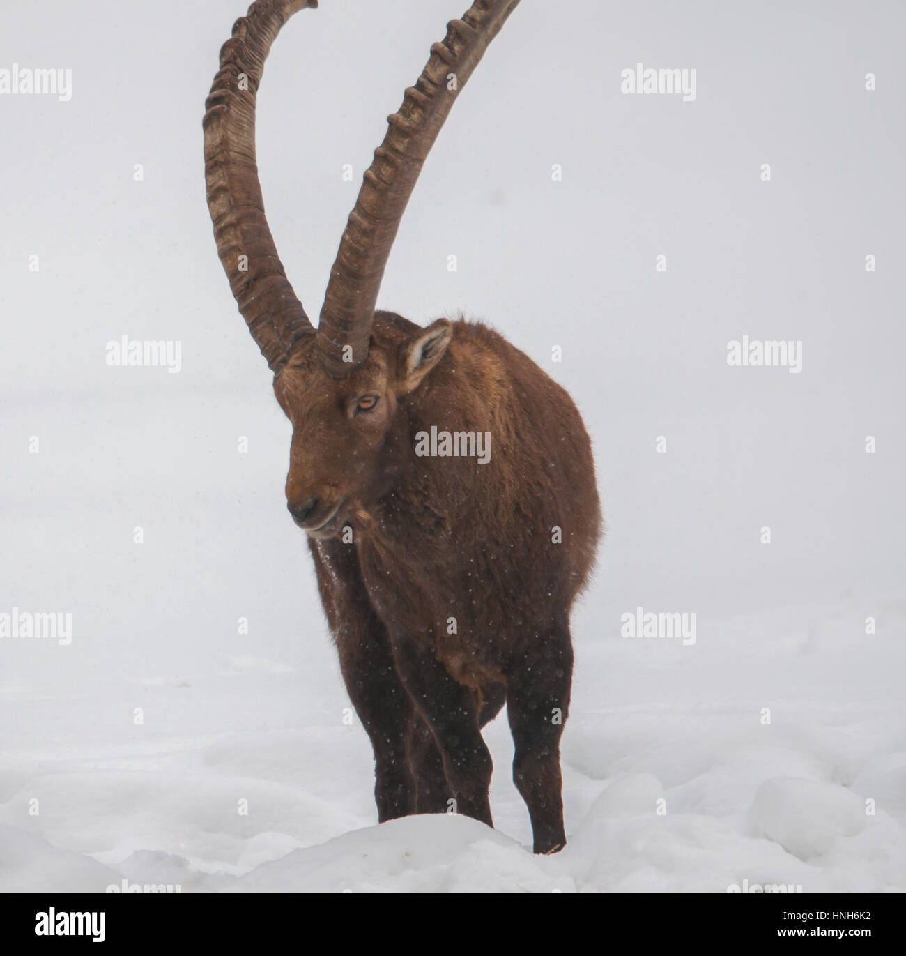 Alpine ibex climbing hi-res stock photography and images - Alamy