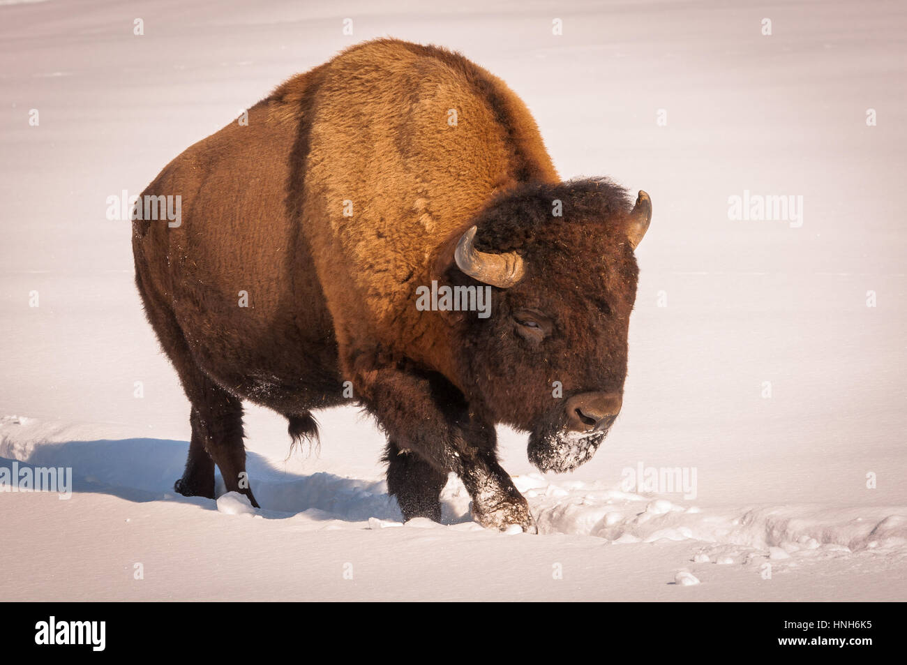 Male bison walking in the snow Stock Photo - Alamy
