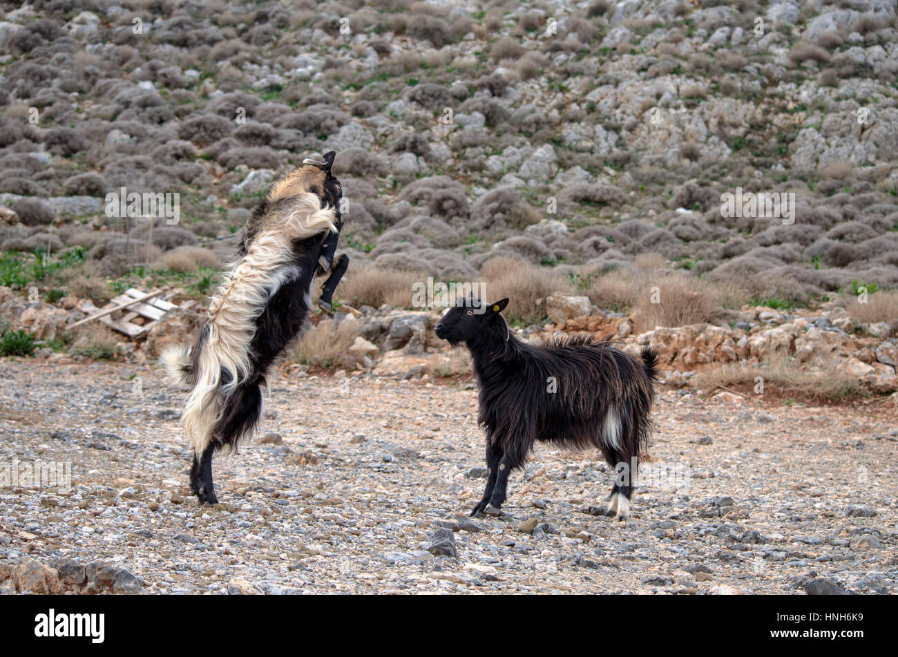 Two goats fighting each other with their horns, Crete, Greece Stock ...