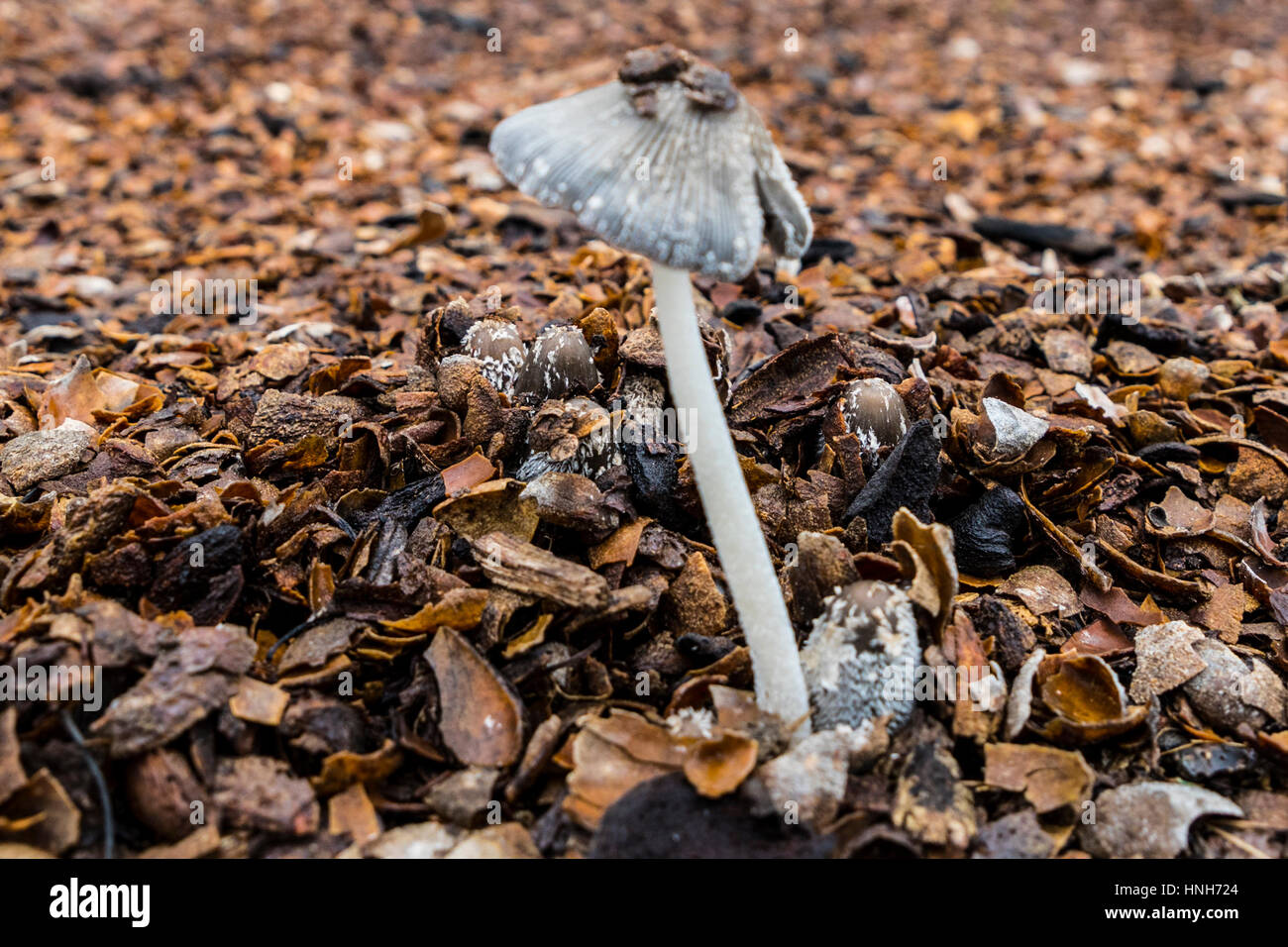 A Hares Foot mushroom (Coprinus Lagopus) a delicate variety that may ...