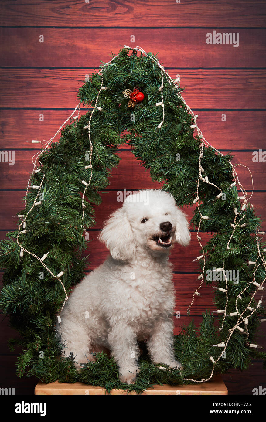 Laughing white poodle on hi-res stock photography and images - Alamy