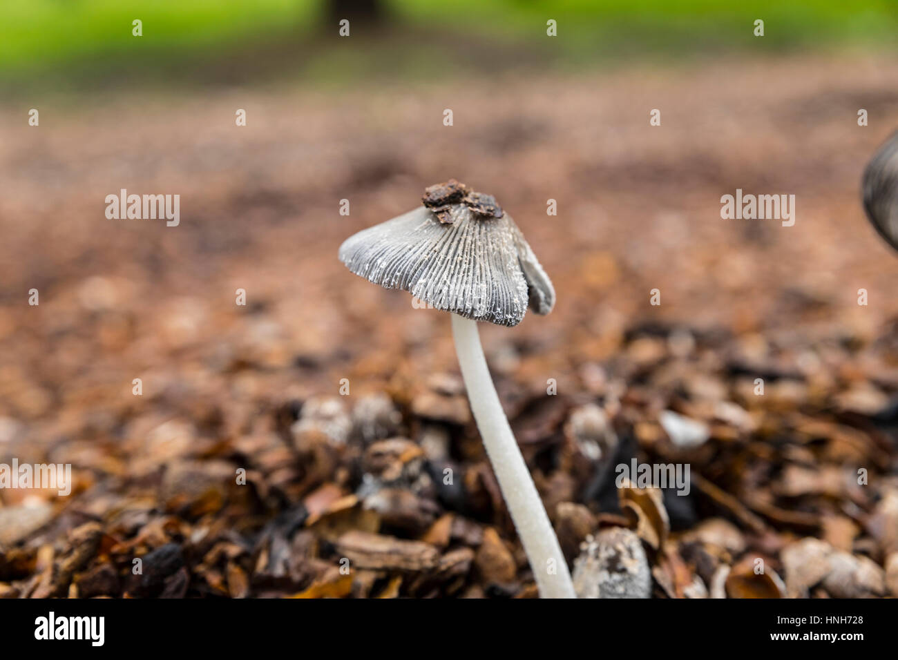 A Hares Foot mushroom (Coprinus Lagopus) a delicate variety that may ...