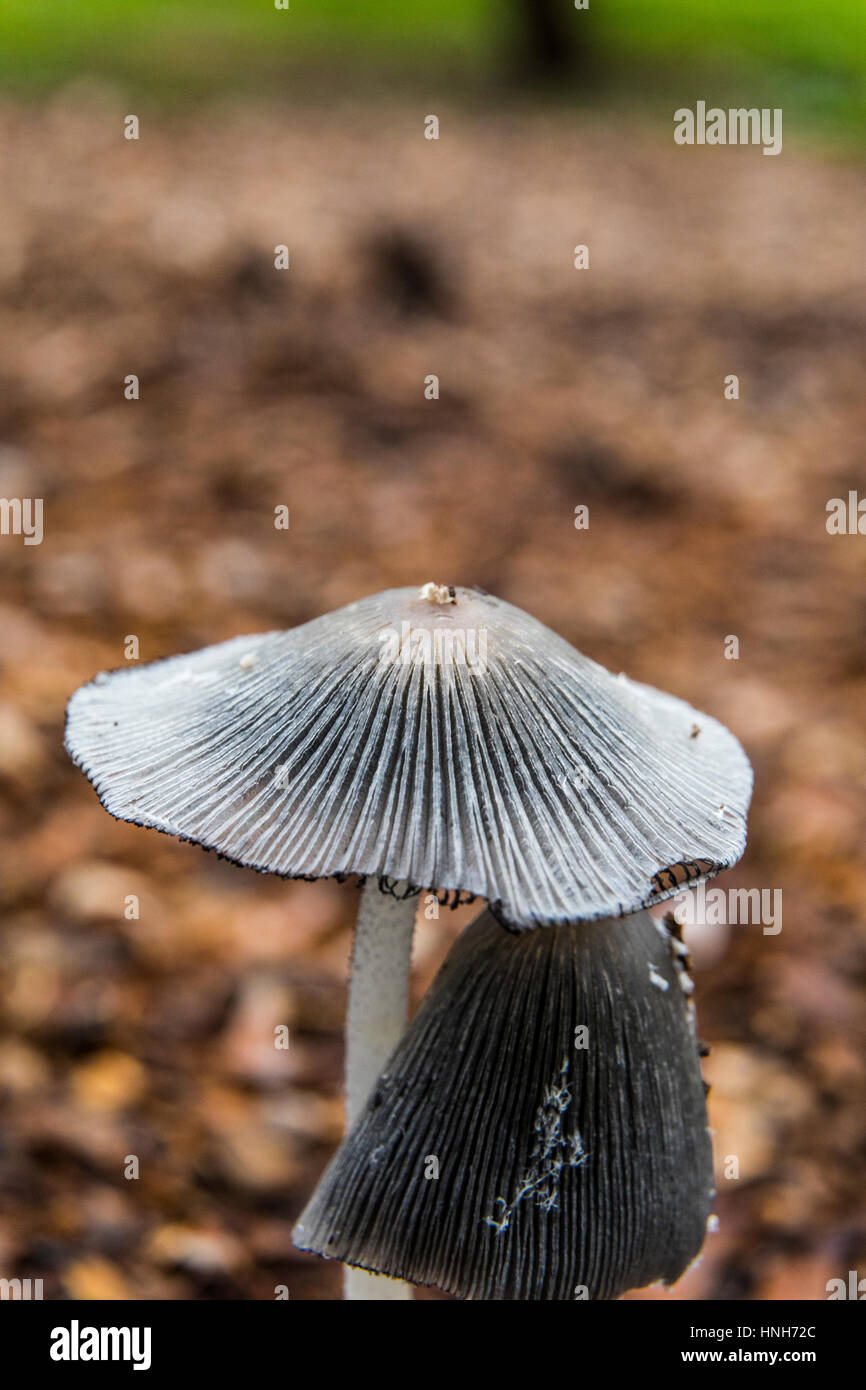 A Hares Foot mushroom (Coprinus Lagopus) a delicate variety that may ...