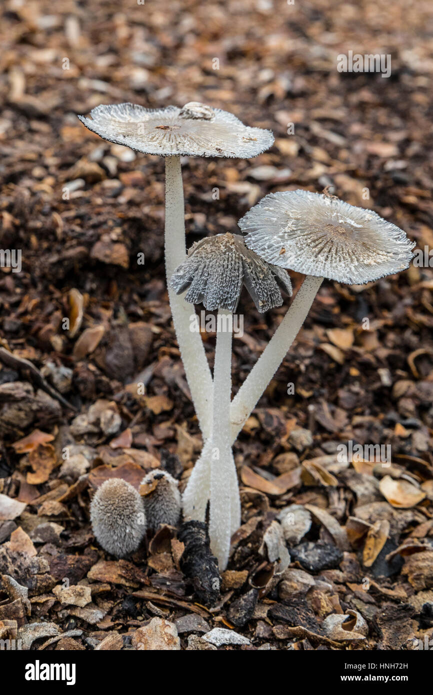 Coprinus Lagopus