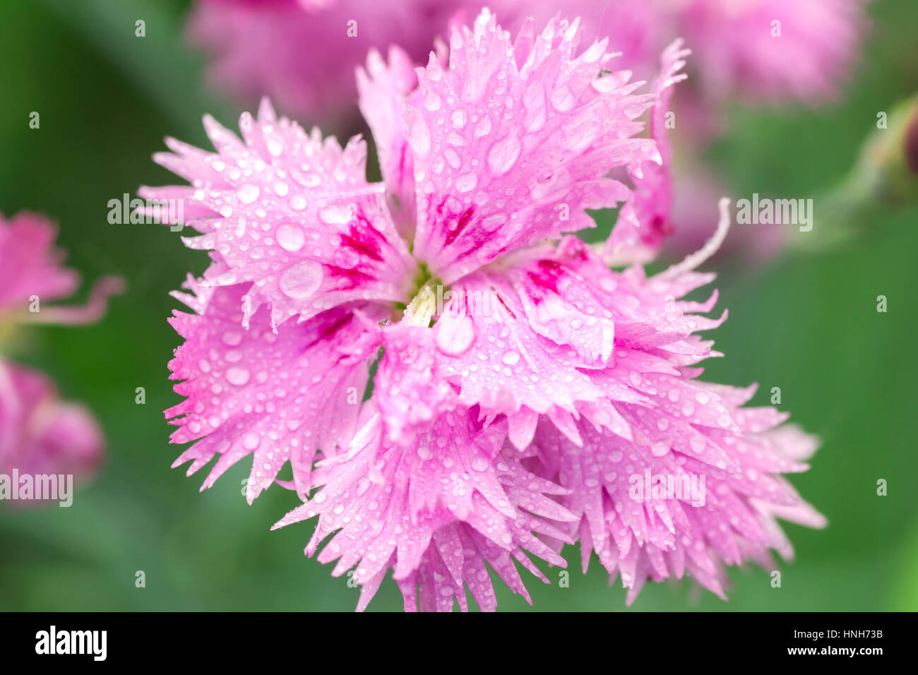Pink wild flower with water dew drops Stock Photo - Alamy