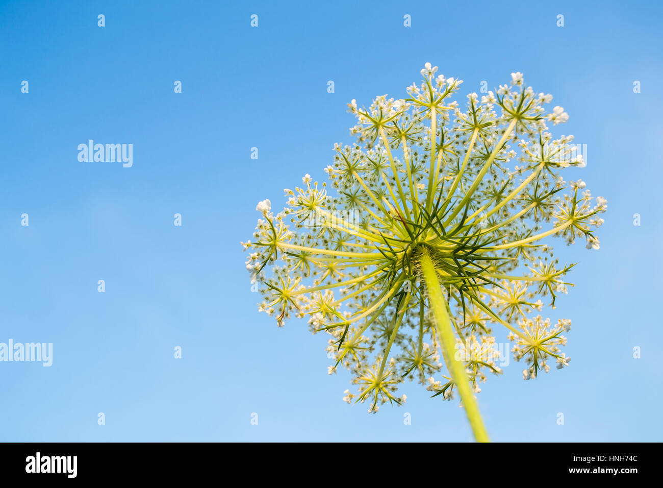 Cow parsnip on sky background Field plant summer view from below. Weed ...