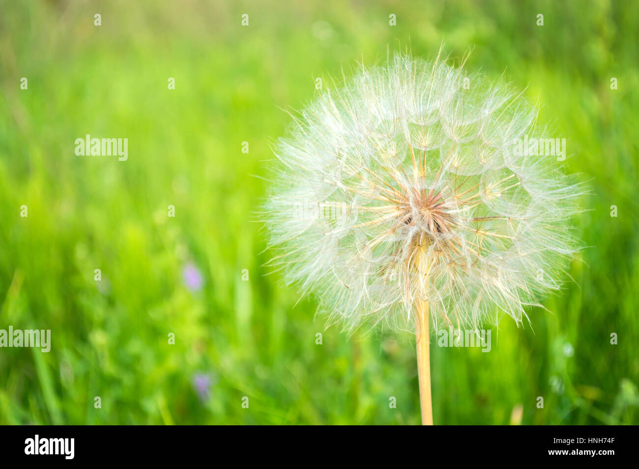 Pollen fluffy hi-res stock photography and images - Alamy