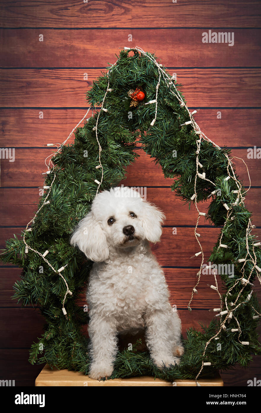 white poodle on christmas party on wooden round tree background Stock ...