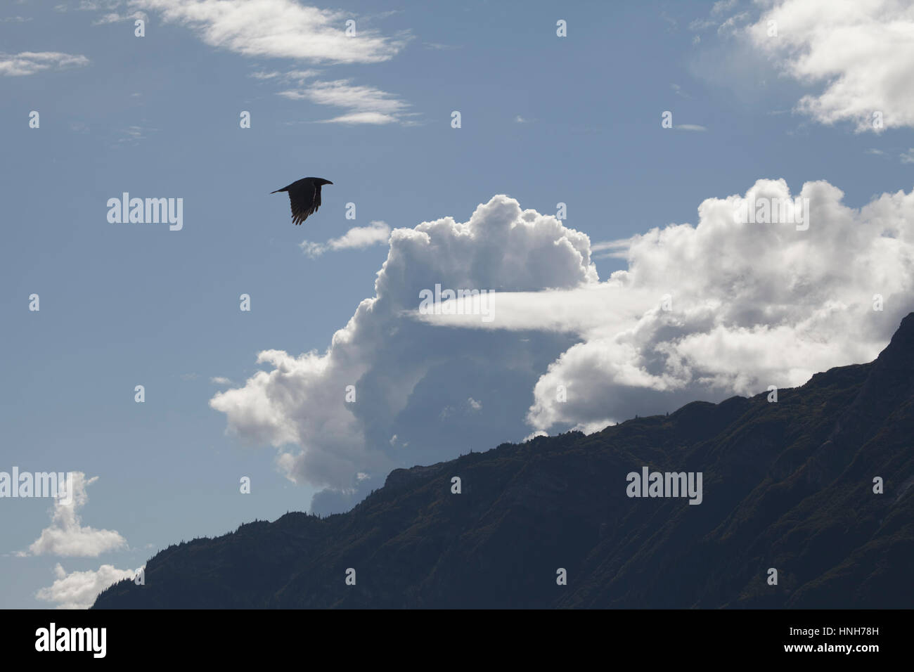 Raven flying over Alaskan mountains with dramatic clouds Stock Photo ...