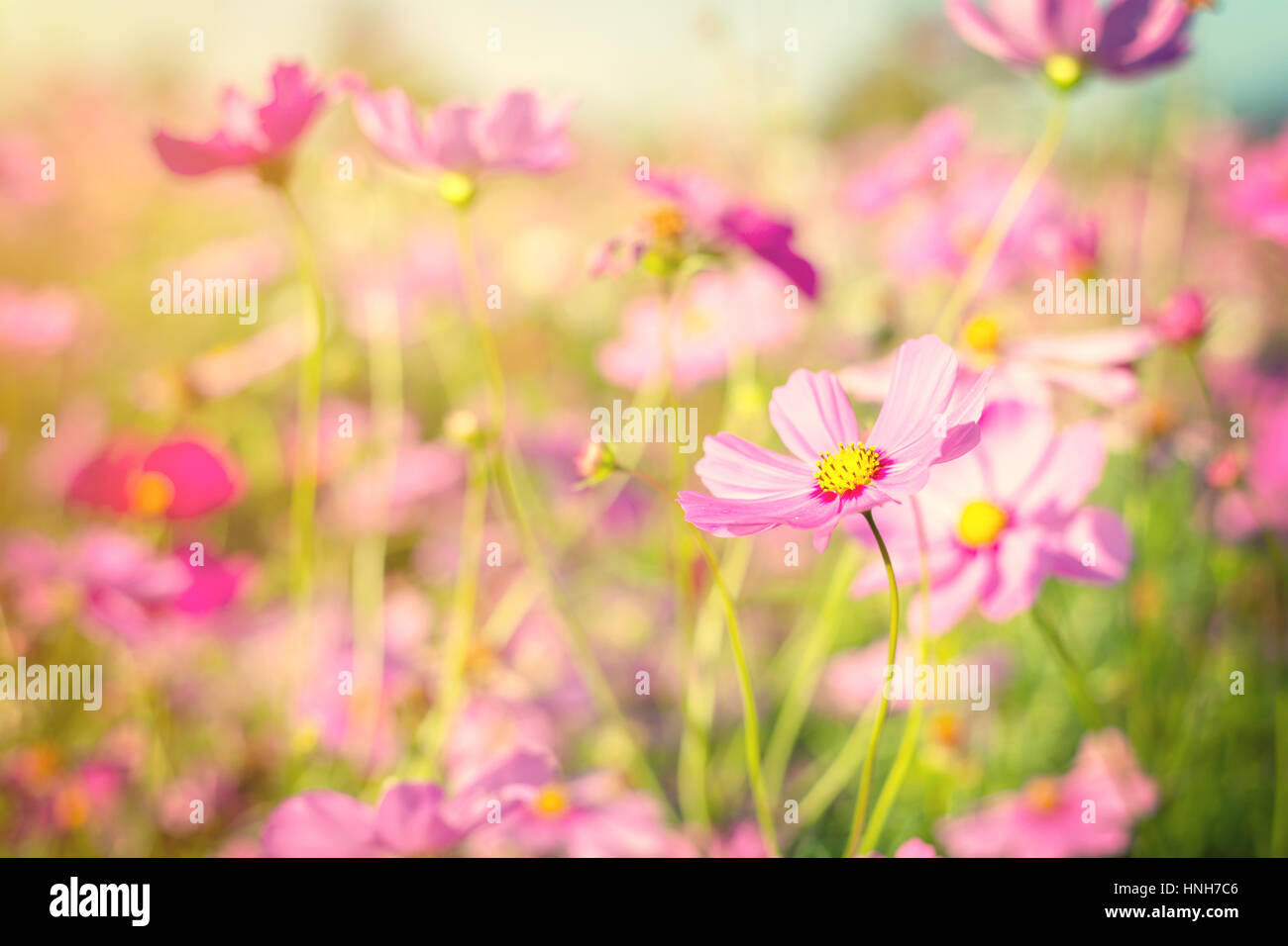 Field pink cosmos flower with vintage toned Stock Photo - Alamy