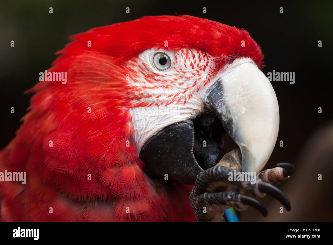 Green-winged macaw (Ara chloropterus), also known as the red-and-green ...