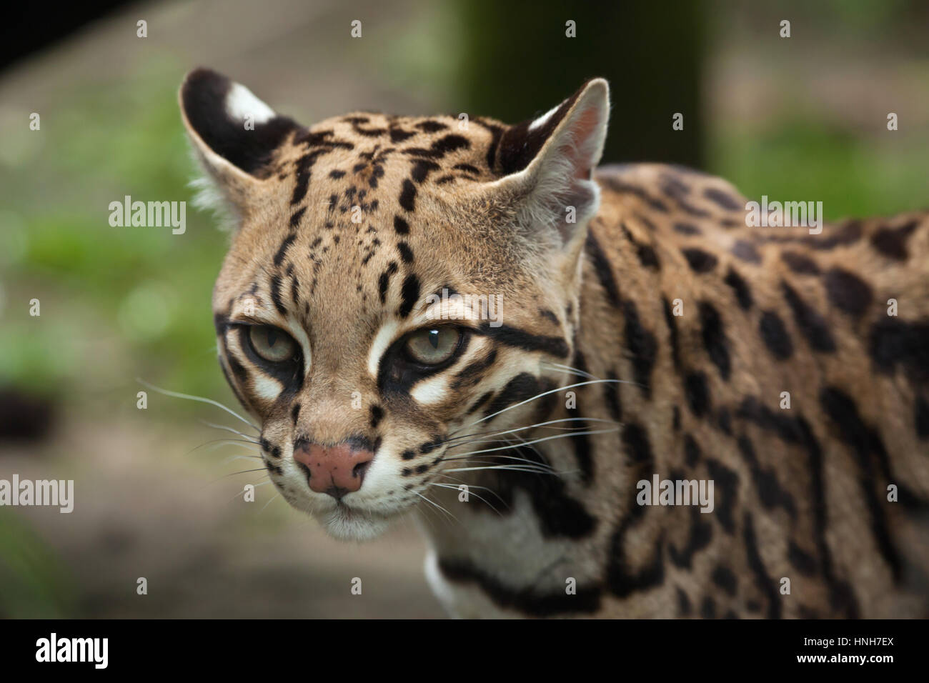 Ocelot (Leopardus pardalis), also known as the dwarf leopard Stock ...