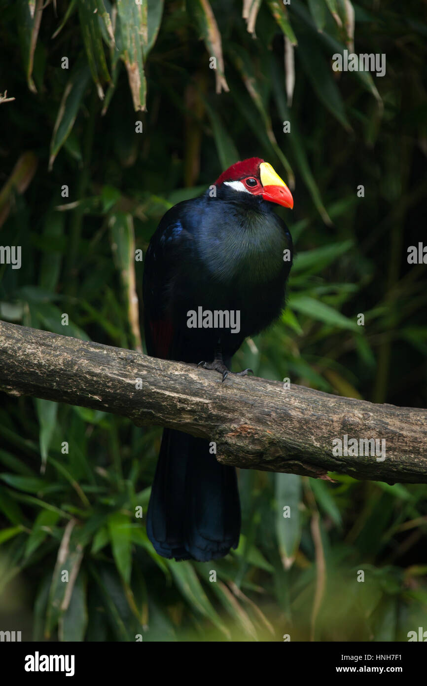 Violet turaco (Musophaga violacea), also known as the violaceous ...