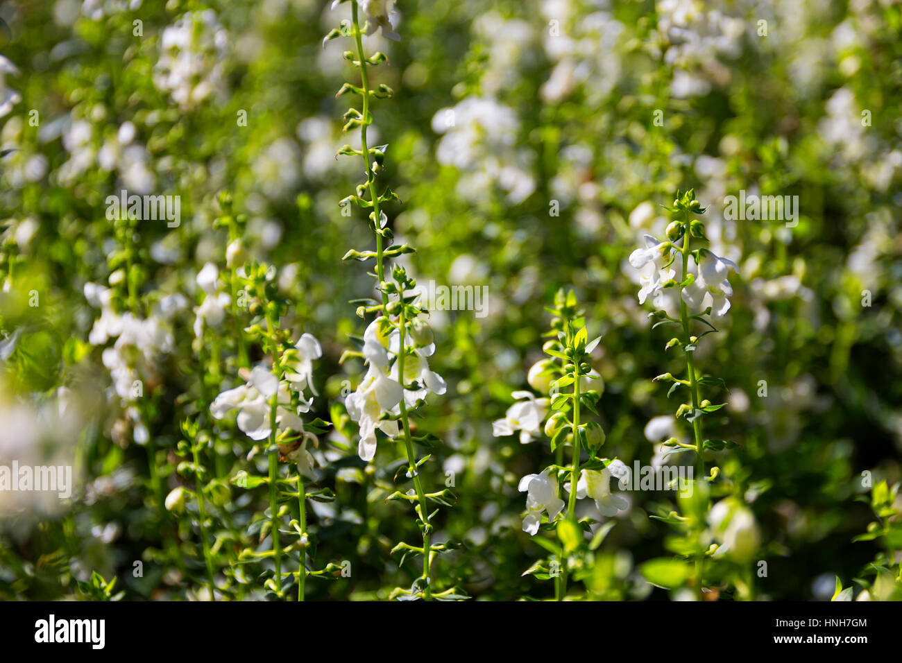 nature floral background field of greenery plant with white flowers ...