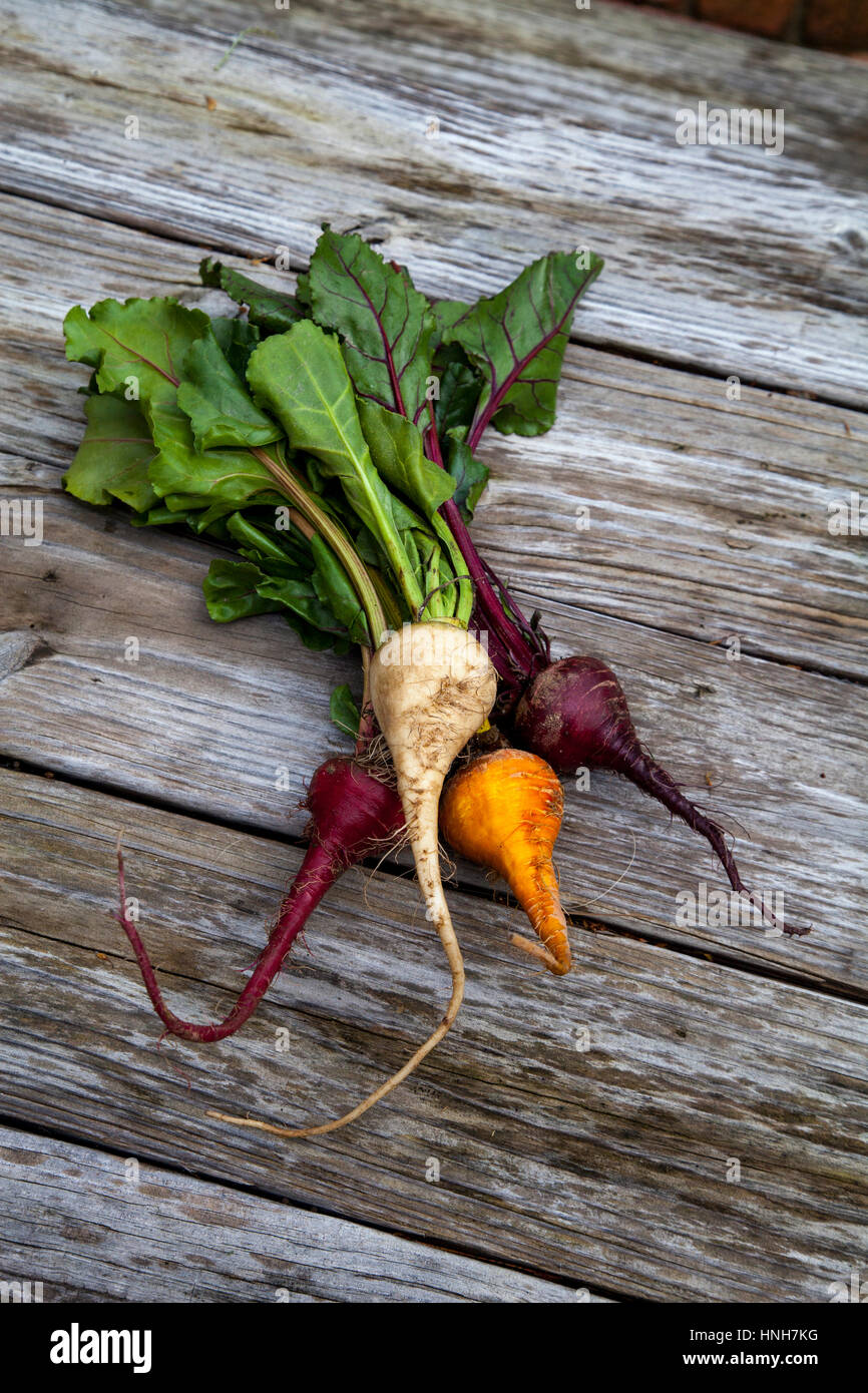 Red, orange and yellow beets vegetable bushel on a rustic wood farm ...