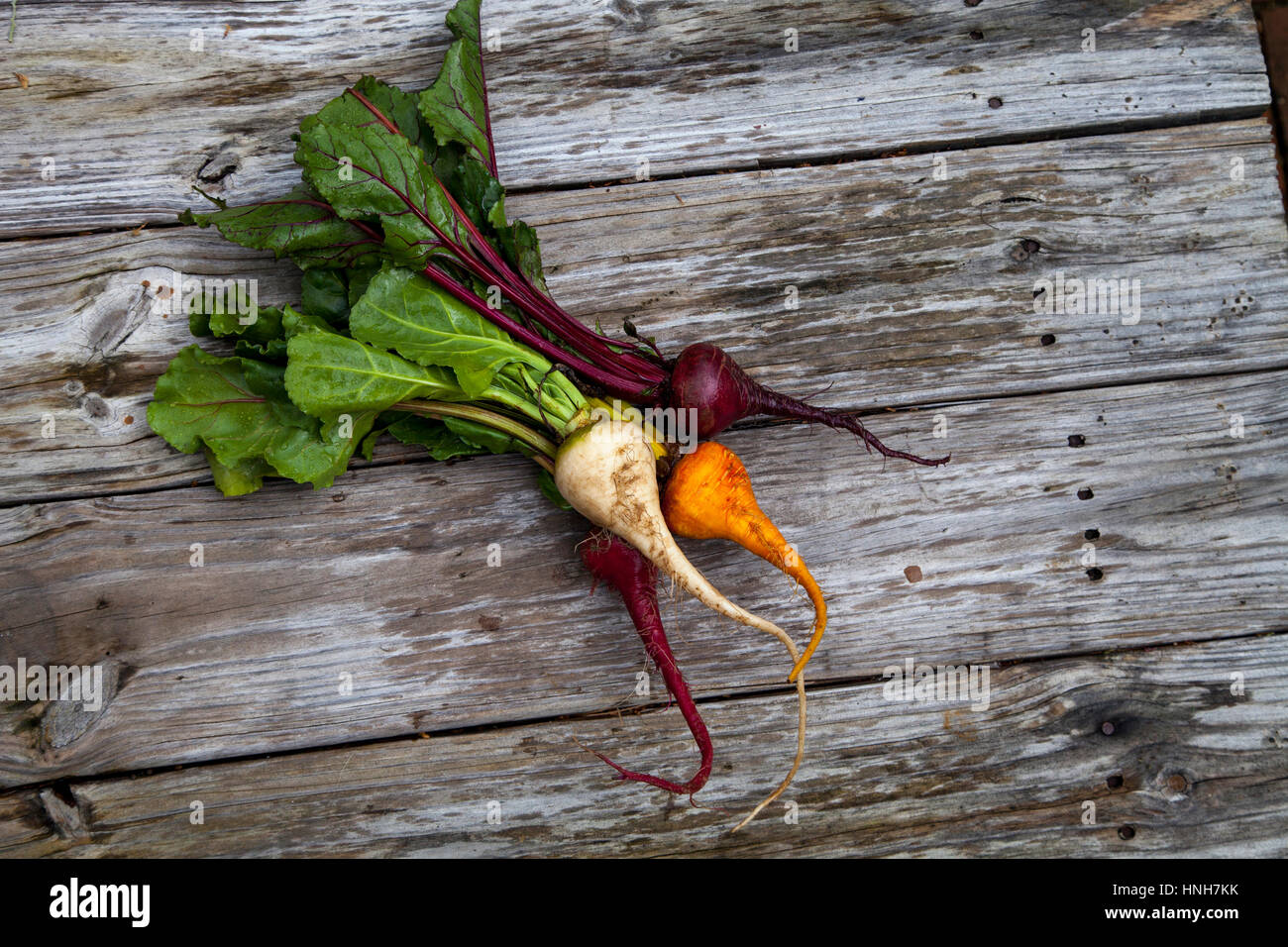 Red, orange and yellow beets vegetable bushel on a rustic wood farm ...