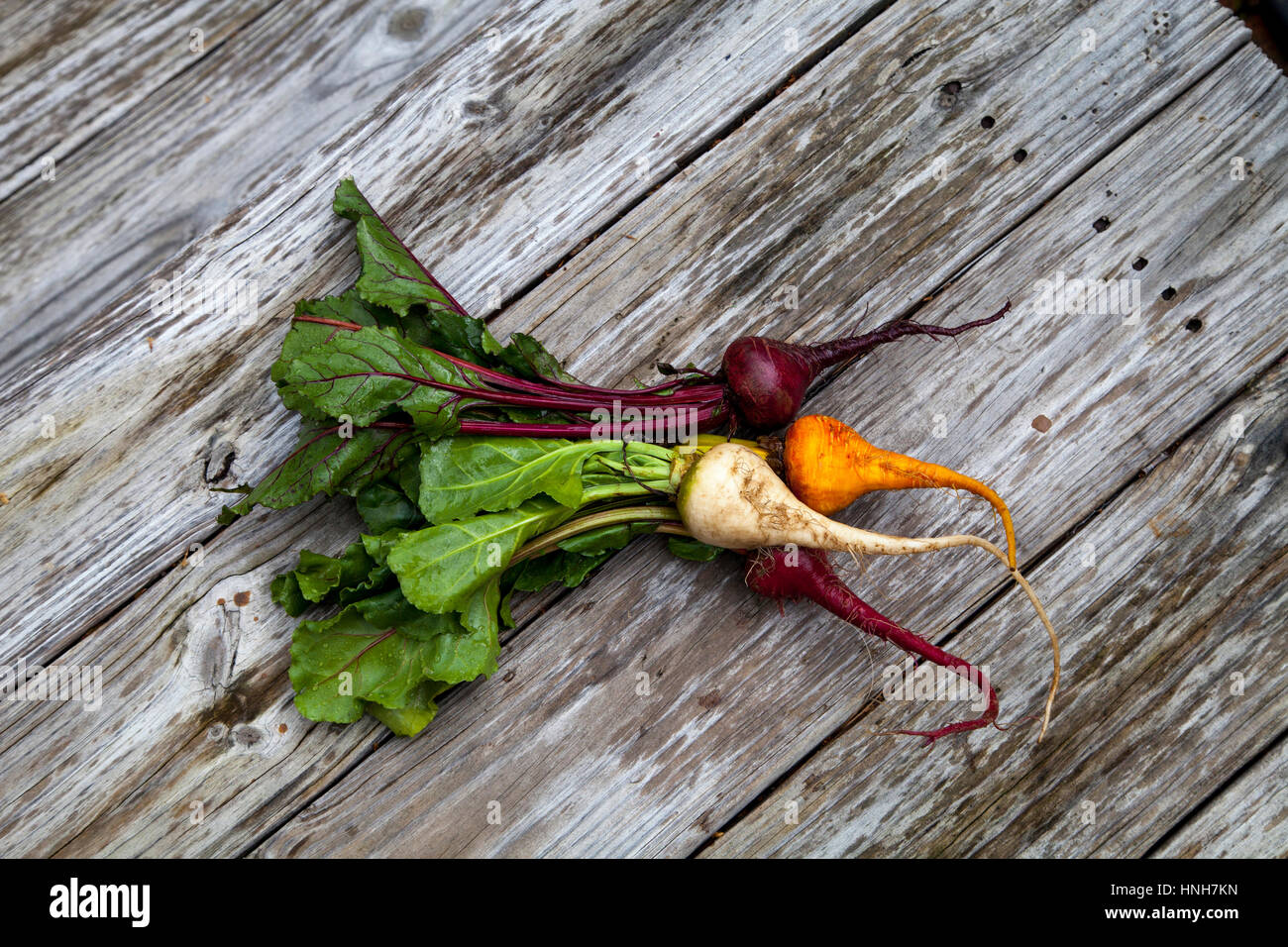 Red, orange and yellow beets vegetable bushel on a rustic wood farm ...