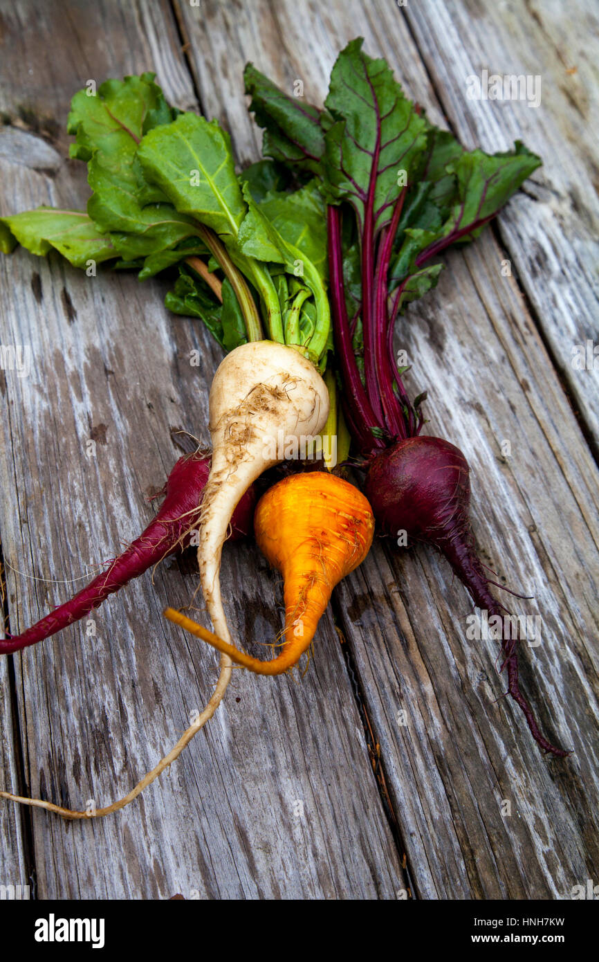 Red, orange and yellow beets vegetable bushel on a rustic wood farm ...