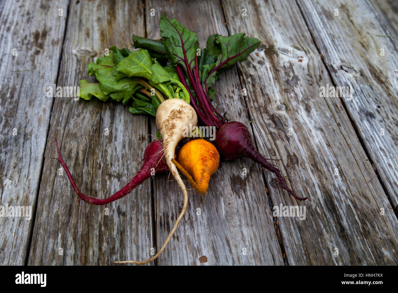 Red, orange and yellow beets vegetable bushel on a rustic wood farm ...