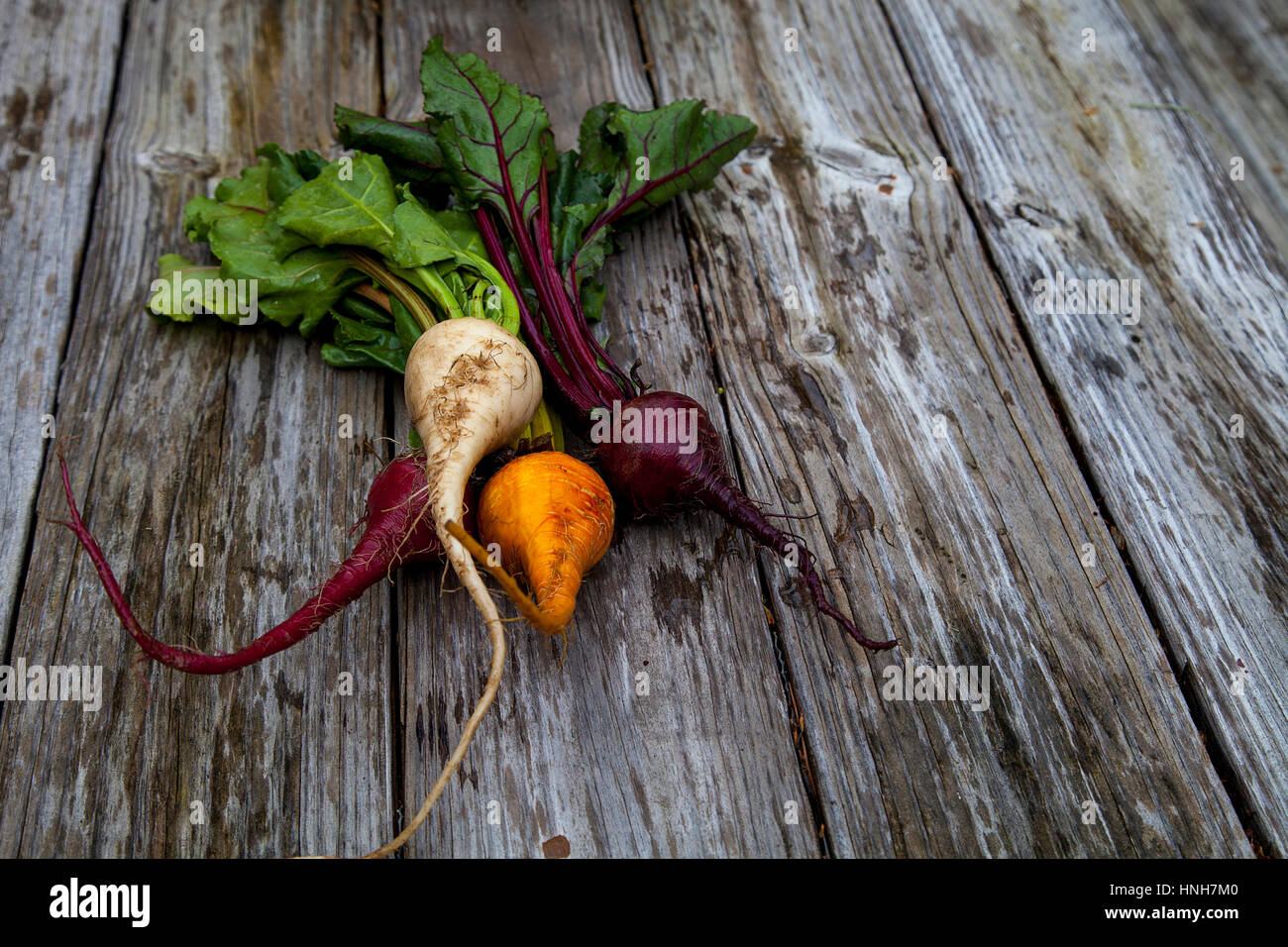 Red, orange and yellow beets vegetable bushel on a rustic wood farm ...
