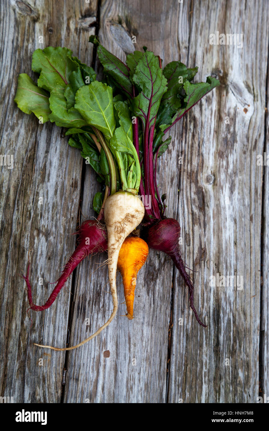 Red, orange and yellow beets vegetable bushel on a rustic wood farm ...